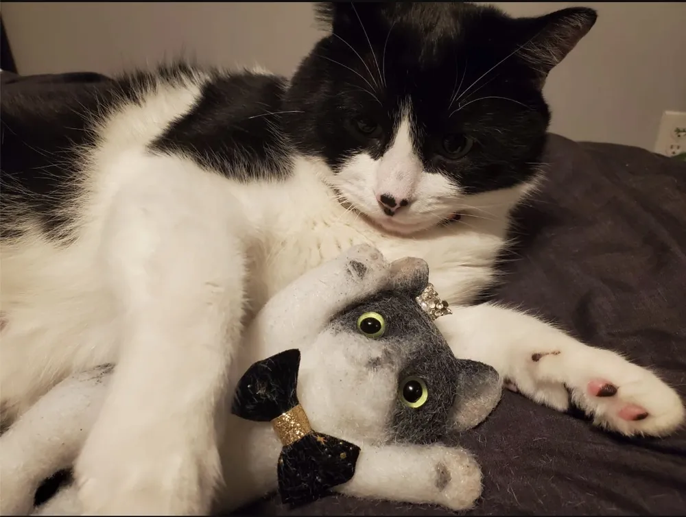 Calmpurr.com - Handmade Cat Squish Toys | Stress Relief & Fun for Adults